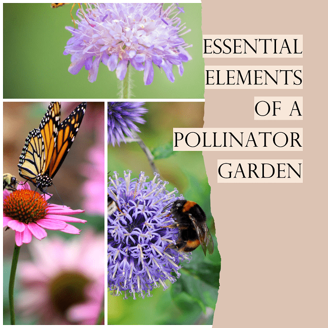 How To Attract Pollinators With Flowers In Your Garden