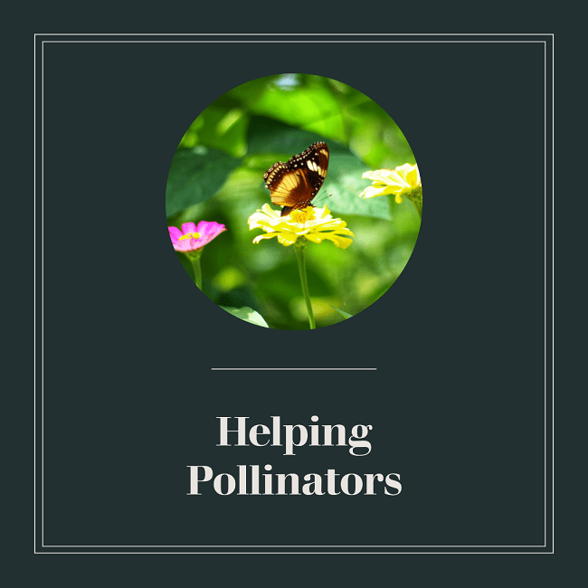 How To Attract Pollinators With Flowers In Your Garden