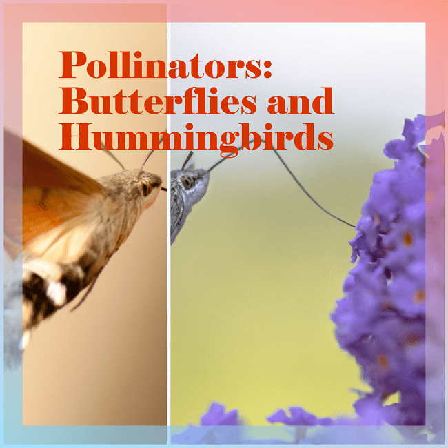 How To Attract Pollinators With Flowers In Your Garden