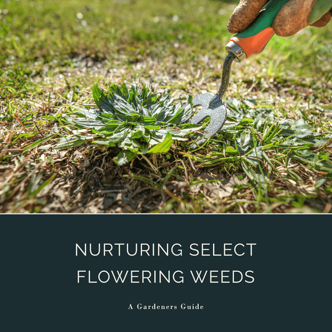 Embracing Flowering Weeds: A Comprehensive Guide for Gardeners