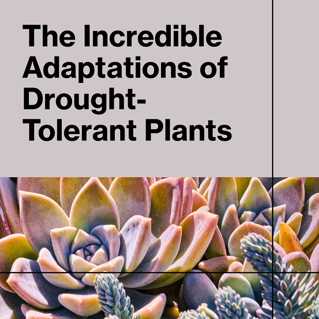 Drought-Resistant Plants: Gardening for a Greener Future