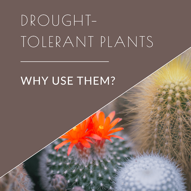 Drought-Resistant Plants: Gardening for a Greener Future